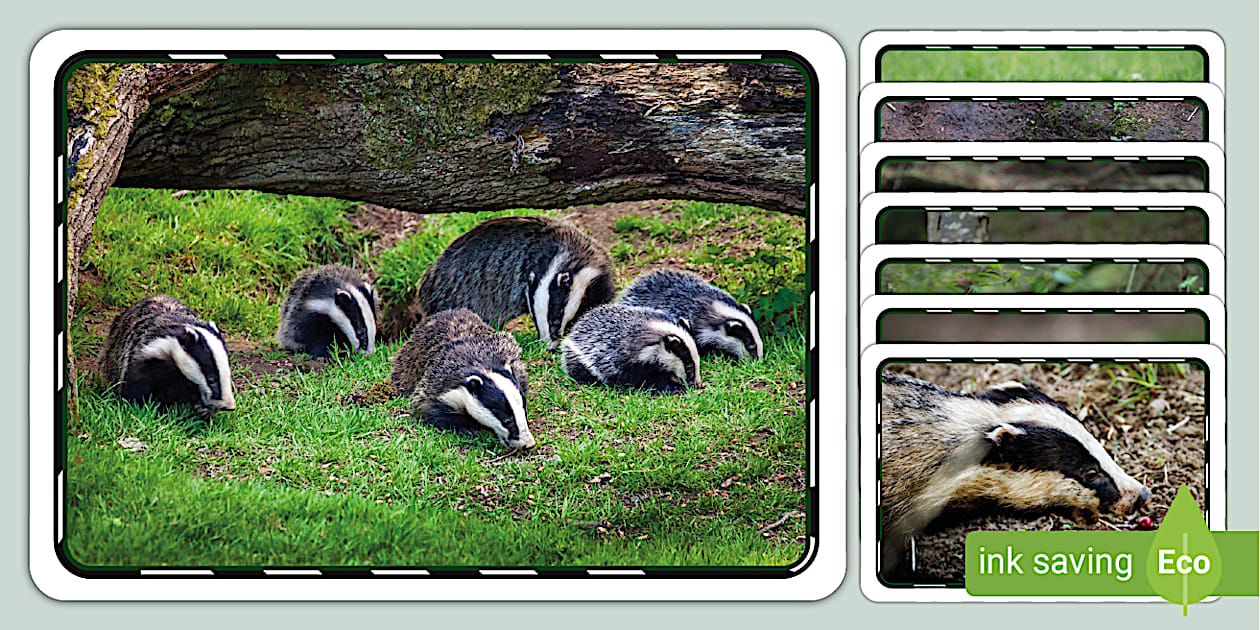 Badger Display Photo Pack - KS1 - Animals - Mammals - Twinkl