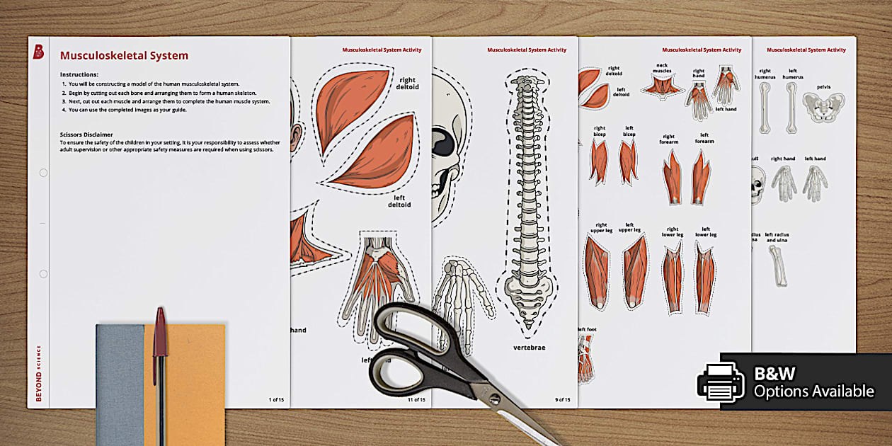 Diagram of a Musculoskeletal System | Cut-and Paste Task