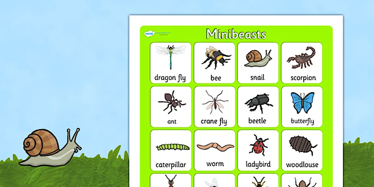 Minibeast Vocabulary Poster