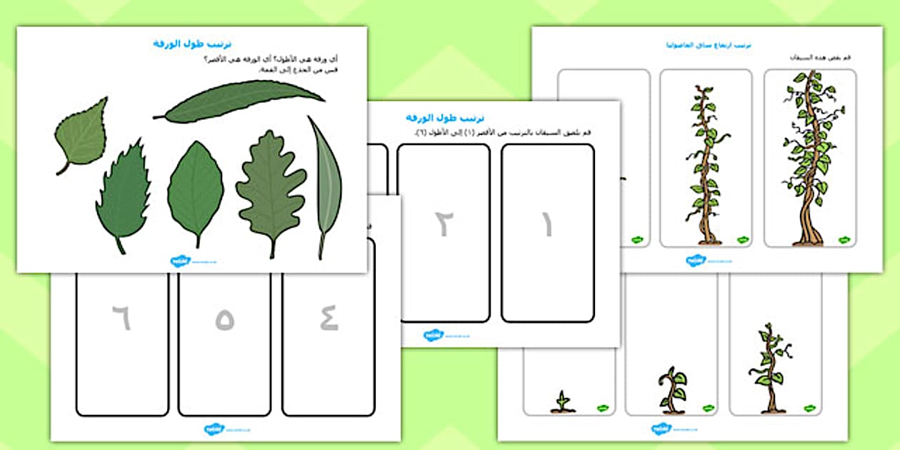 Black and White Beanstalk Height and Length Sheets Arabic