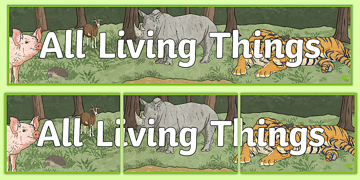 All Living Things Photo Display Banner (teacher made)