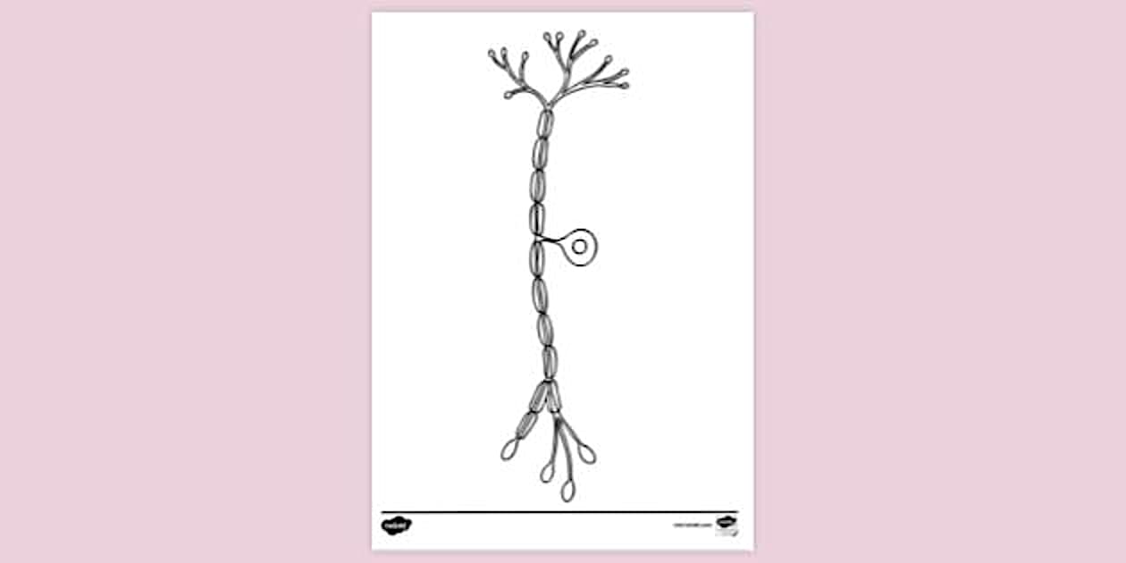 Sensory Neuron Colouring Sheet | Colouring Sheets - Twinkl