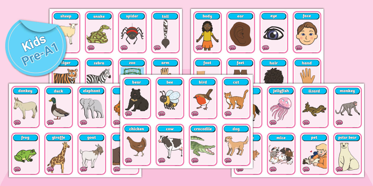 YLE Starters - Exam Flashcards (teacher made) - Twinkl