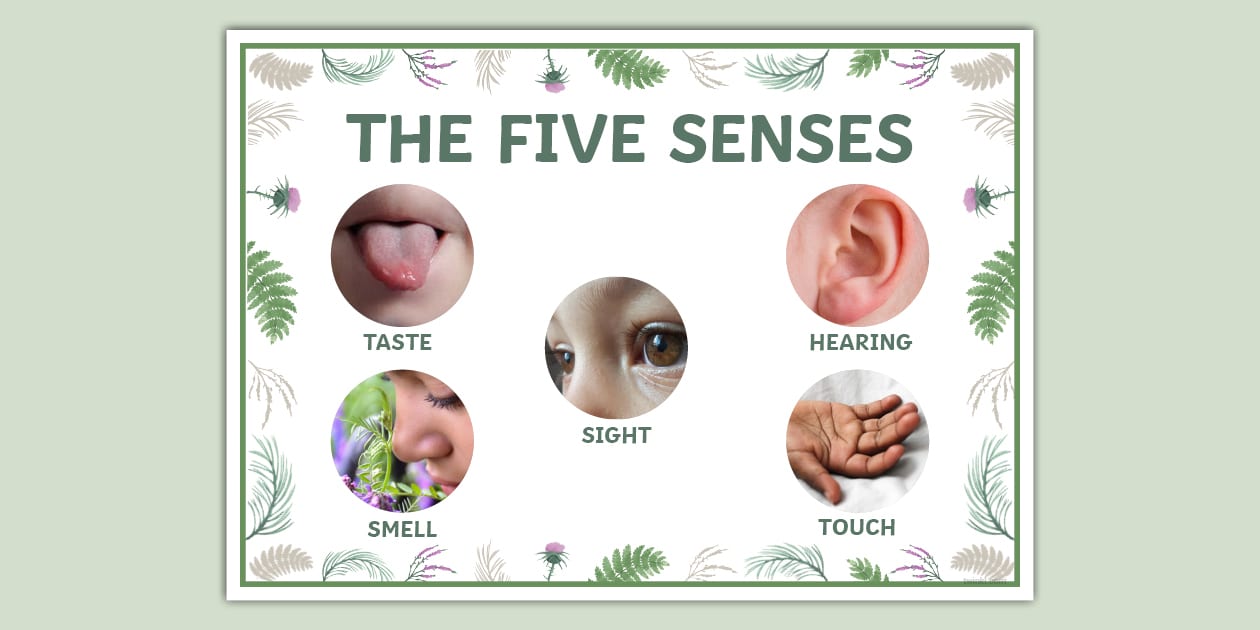 Scottish Botanical-Themed The Five Senses Display Poster
