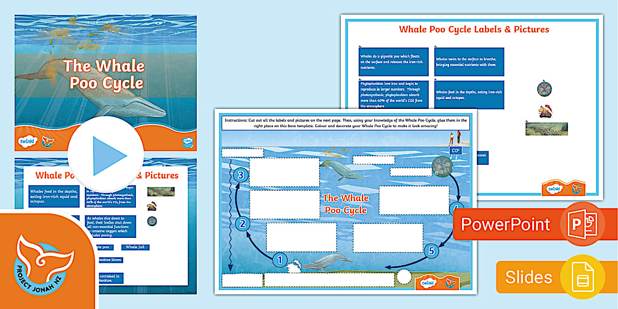FREE! - Project Jonah: Whale Poo Cycle Labelling Activity