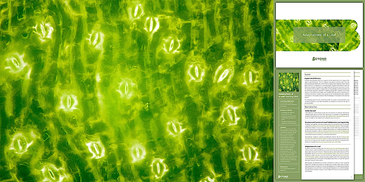 Adaptations of a Leaf Lesson Pack | KS3 | Beyond Science