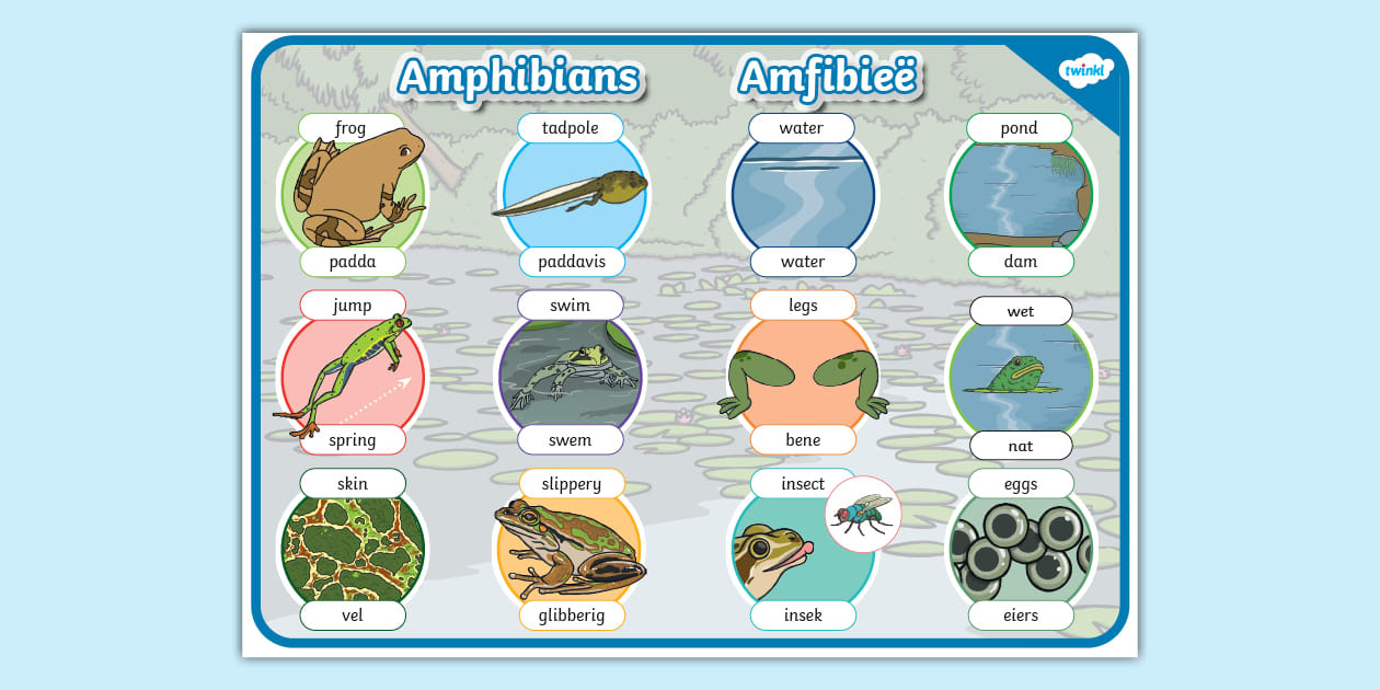 Amphibians Word Mat (teacher made) - Twinkl