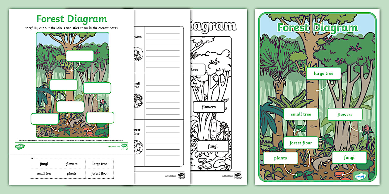Forest Diagram Activity Pack (teacher made) - Twinkl