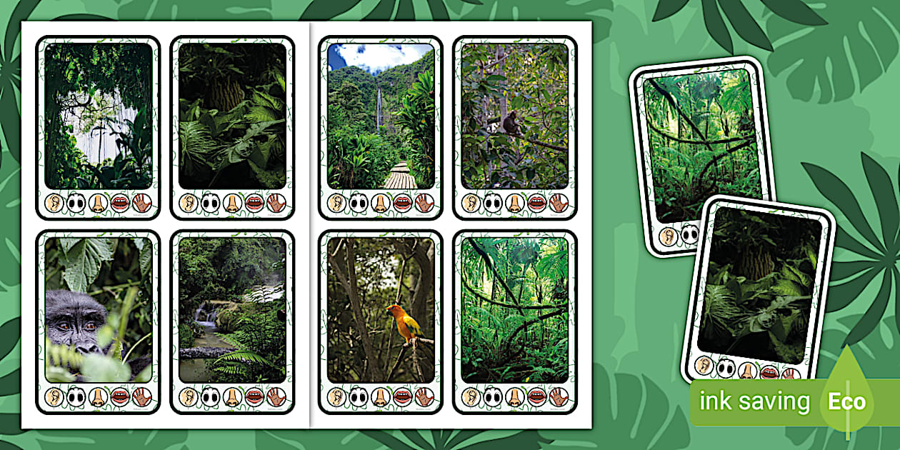 Jungle Story Setting Photo Prompt Cards (professor feito)
