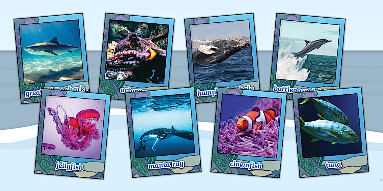 Sea Creatures Instant Photo Style Display Images - Twinkl