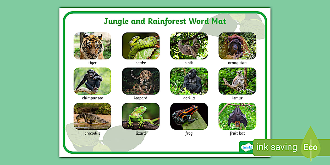 Rainforest and Jungle Words | Word Mat | Twinkl | EYFS