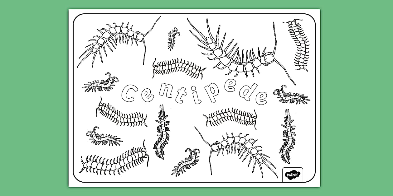 Centipede Doodle Colouring Page (teacher made) - Twinkl