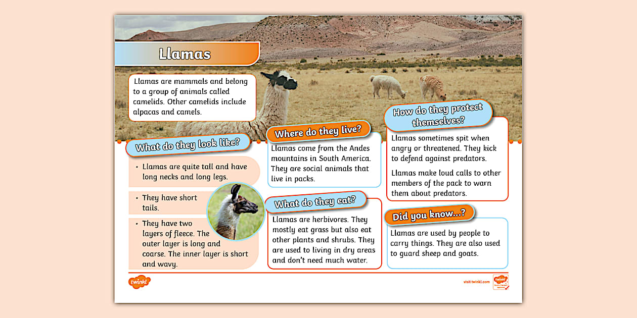 Llama Fact File - KS1 - Animals - Mammals (teacher made)