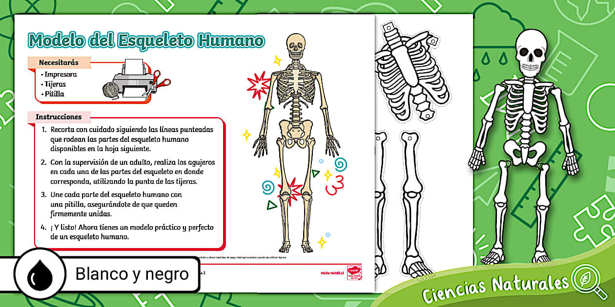 Esqueleto Humano | Armable | Modelo | Huesos |Sistema Óseo