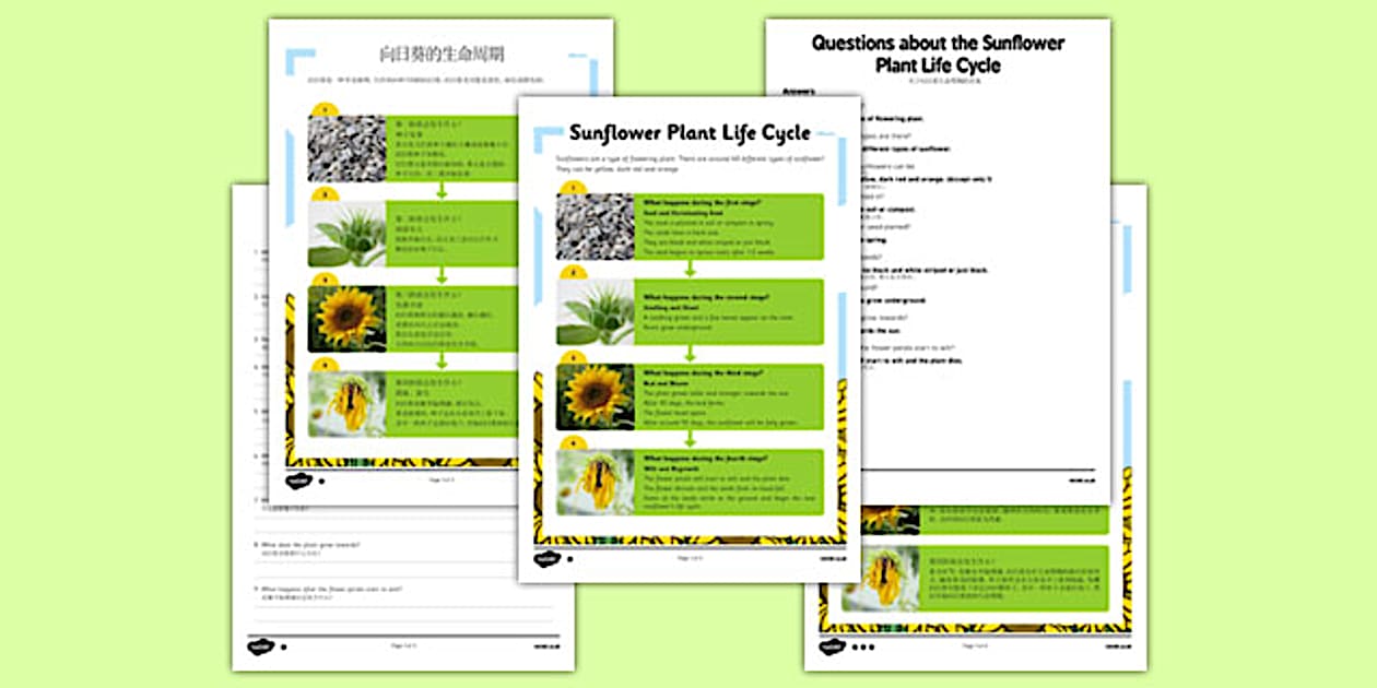 Sunflower Plant Life Cycle Differentiated Reading Comprehension Mandarin