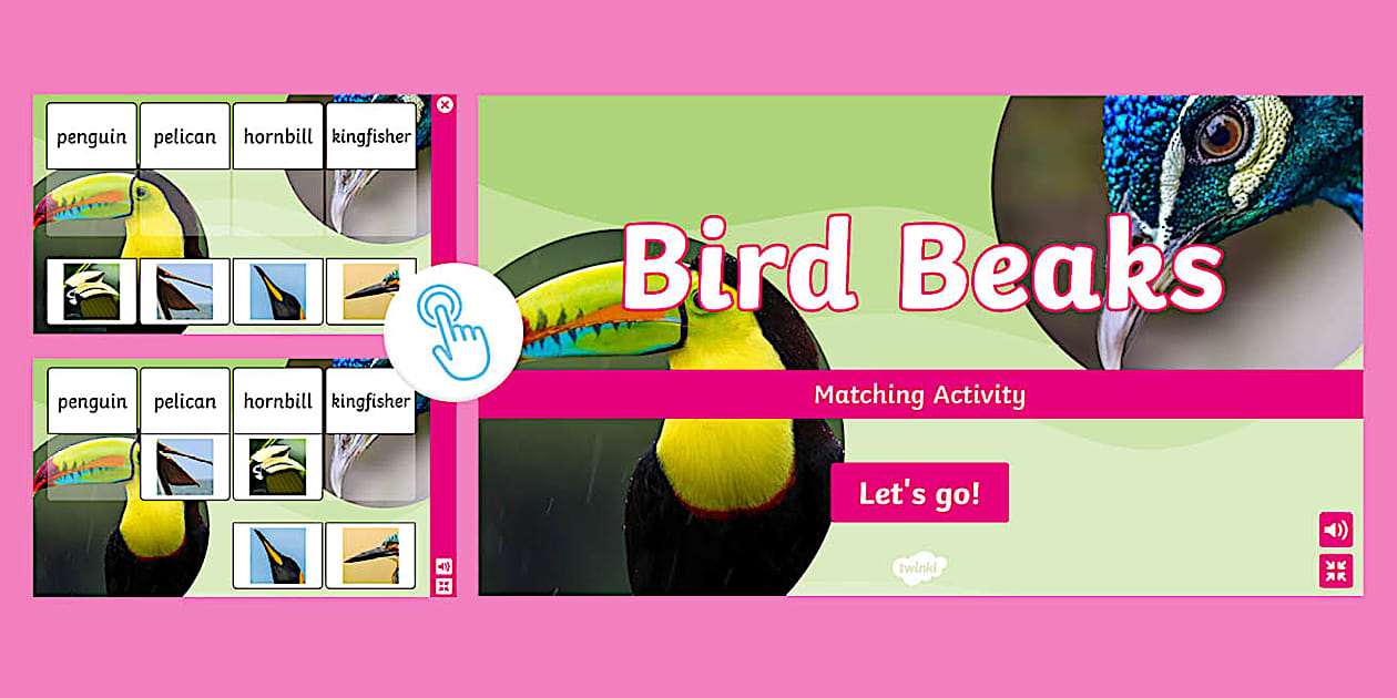 Bird Beaks Interactive Matching Game (teacher made) - Twinkl