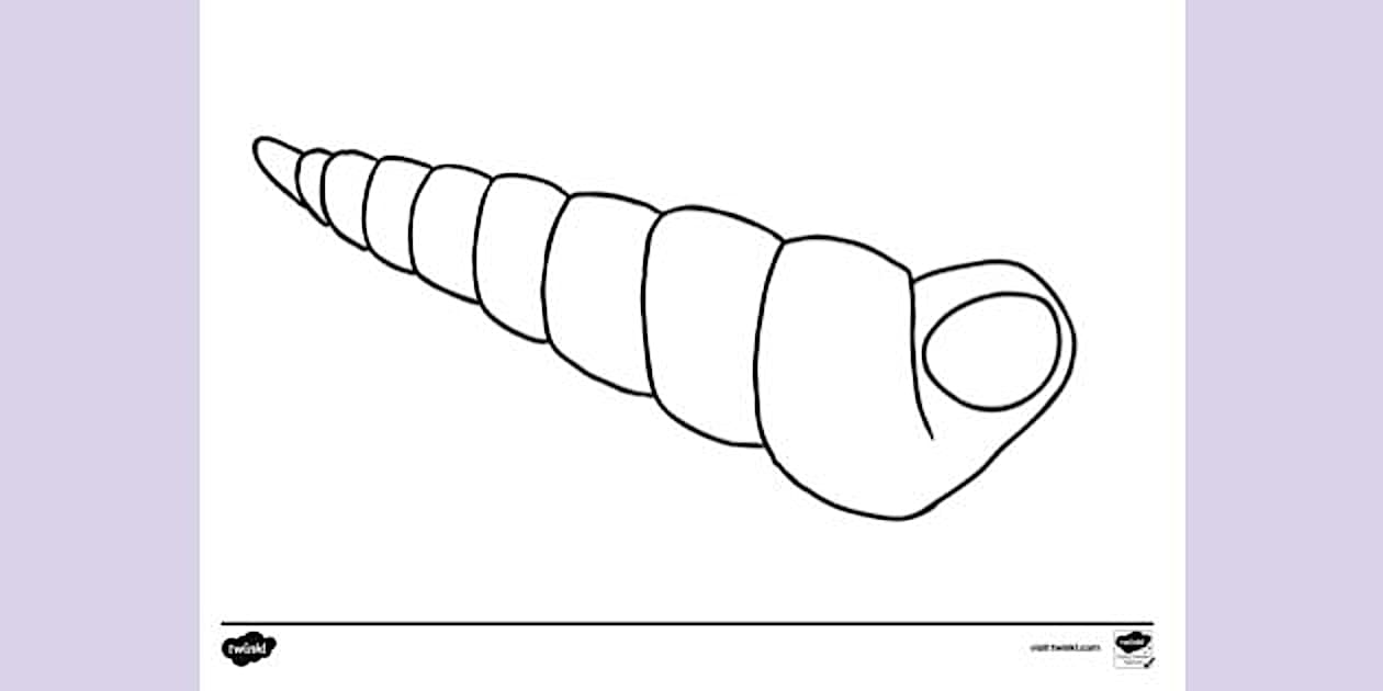 Auger shell | Colouring Sheets (teacher made) - Twinkl