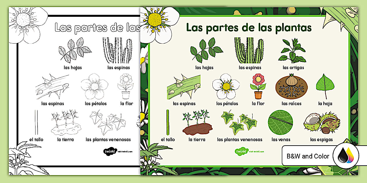 Partes de las plantas | Twinkl USA