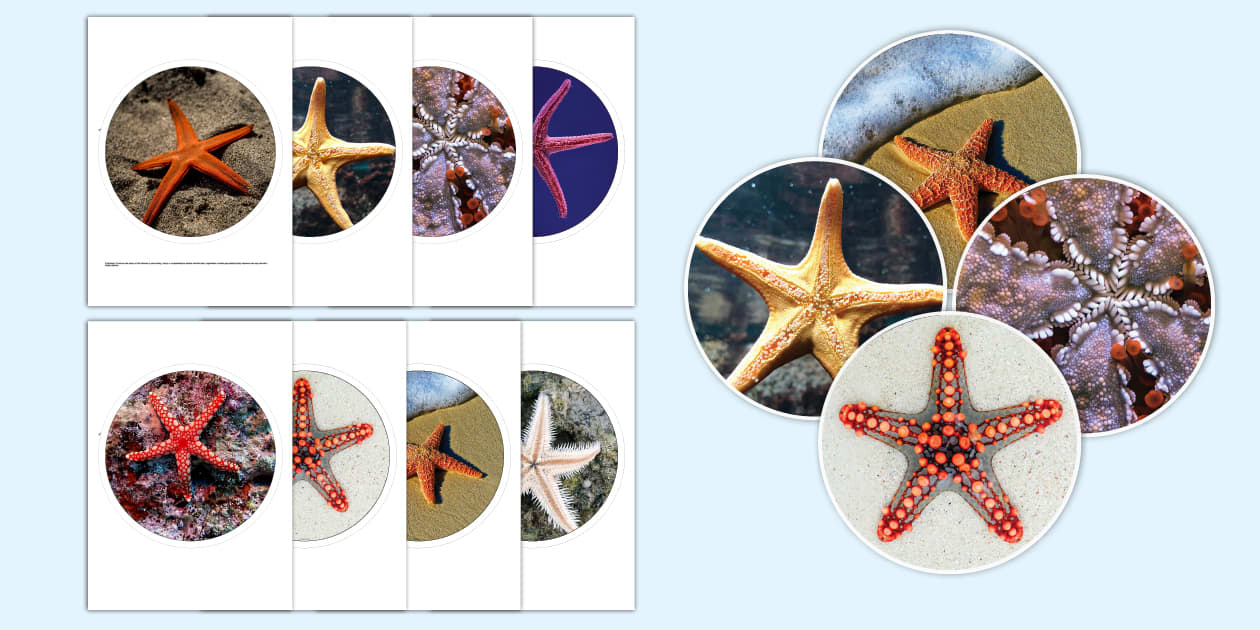 * NEW * Starfish Circle Display Photo Cut-Outs - Twinkl