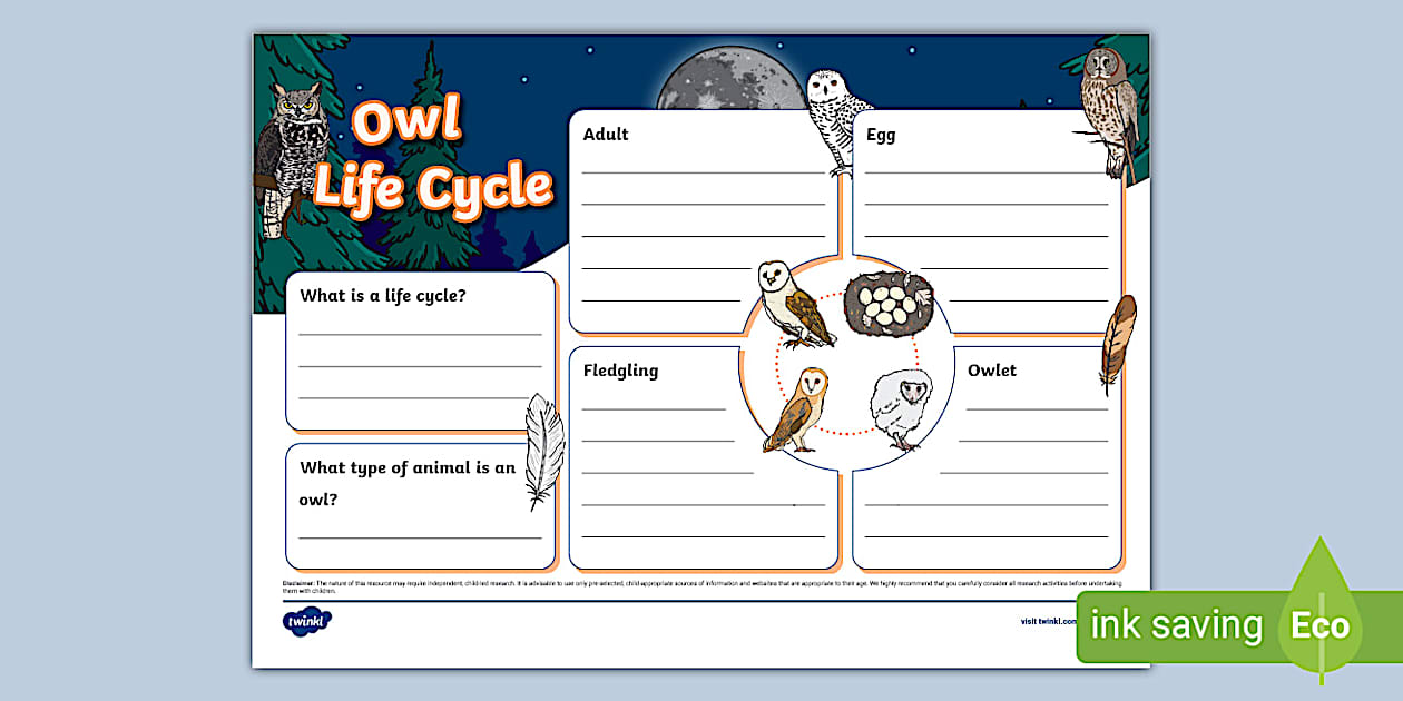 Owl Life Cycle Fact File Template (Teacher-Made) - Twinkl