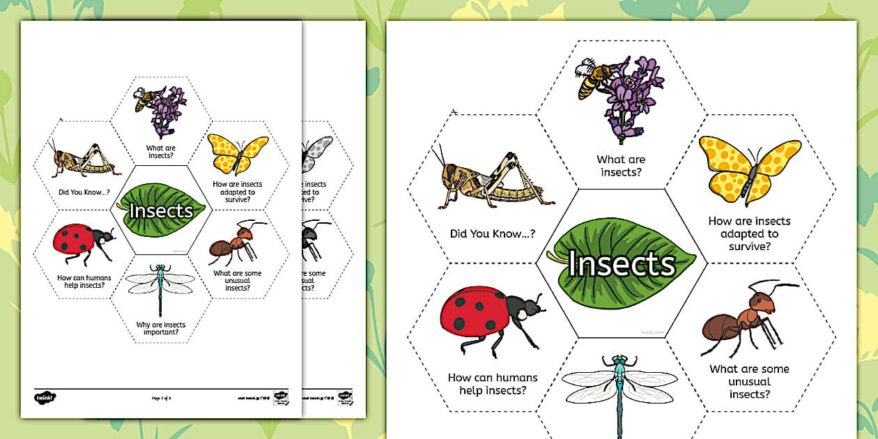 Insects Hexagon Writing Template (teacher made) - Twinkl