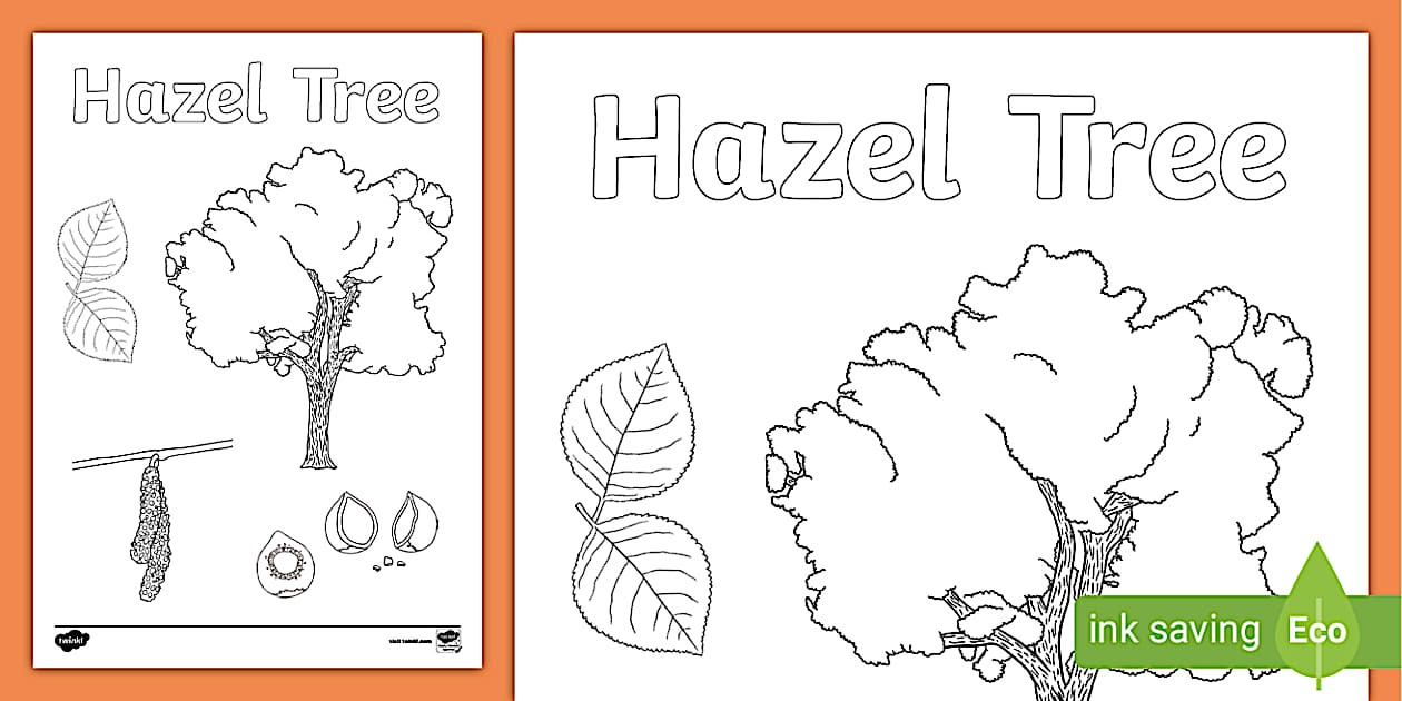 Hazel Tree Colouring Sheet - Primary Resources - Twinkl