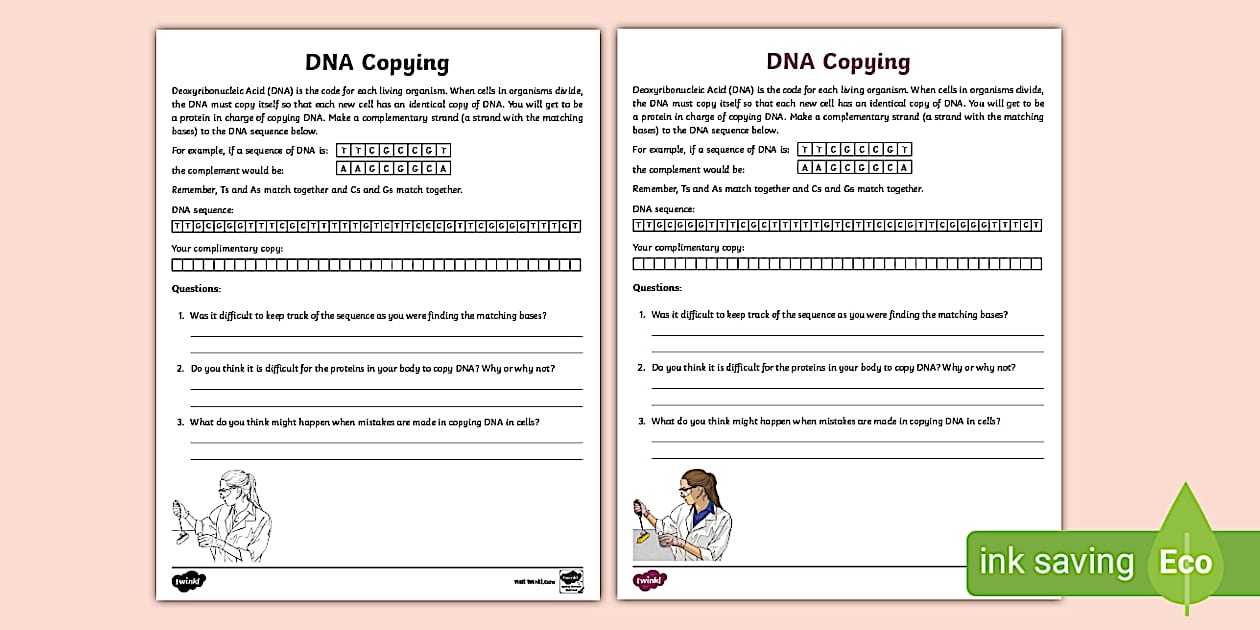 DNA Replication Worksheet with Answer Key PDF | Twinkl