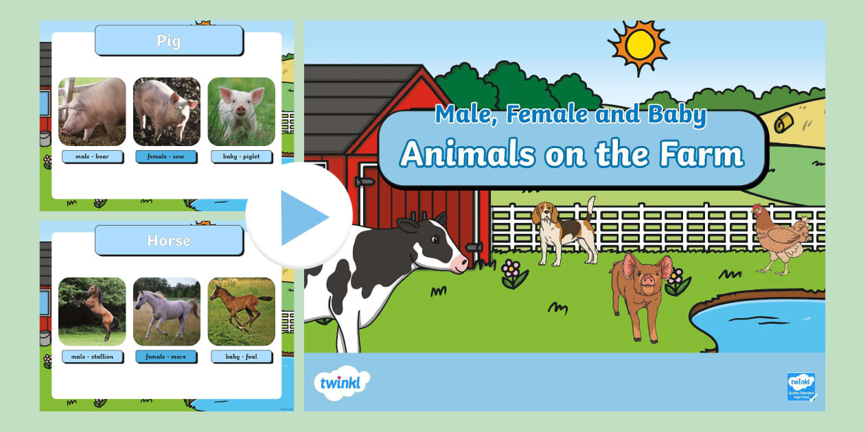Male, Female and Baby Animals on the Farm PowerPoint