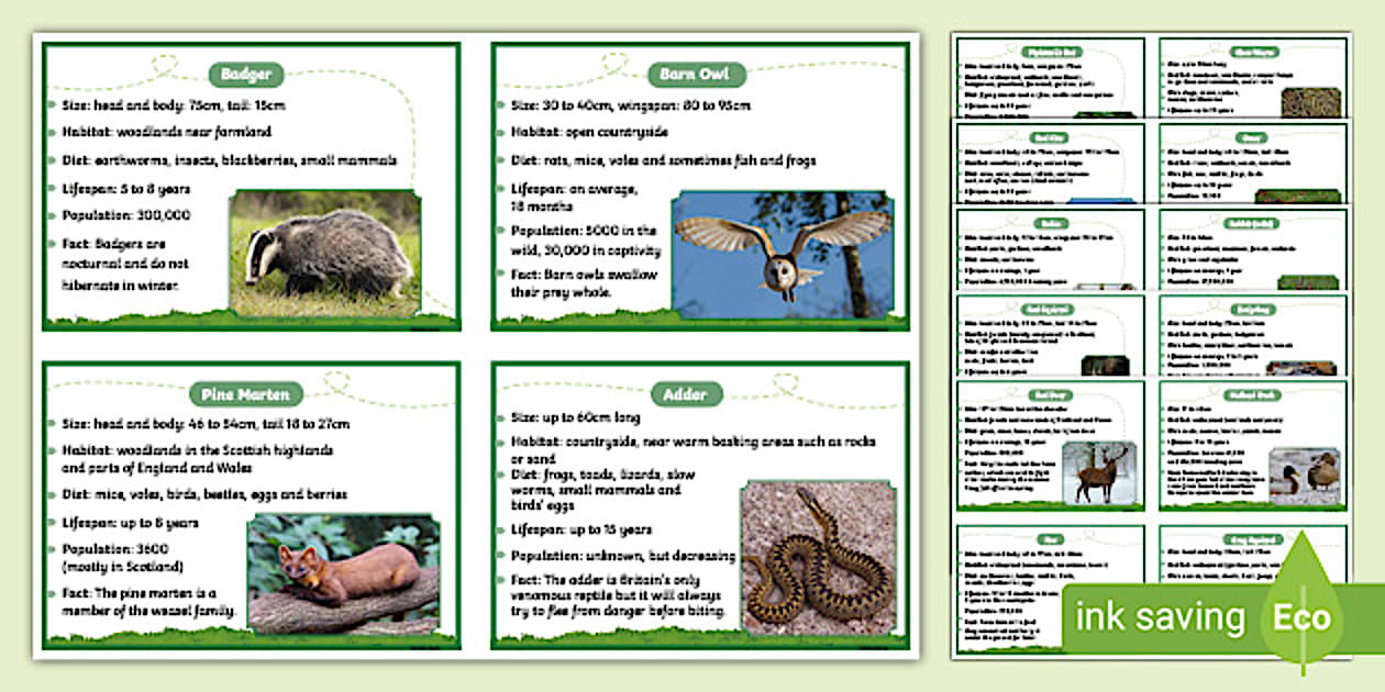 British Wildlife Information Cards
