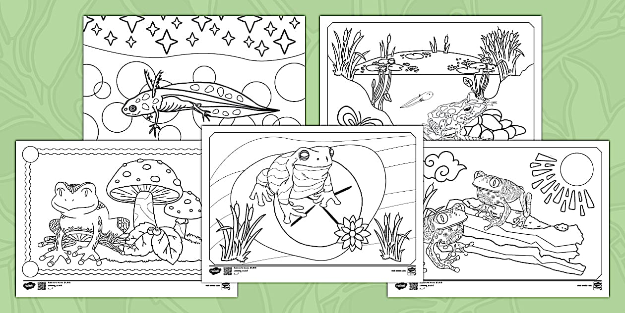 Frogs and Tadpoles Mindfulness Colouring Pages - Twinkl