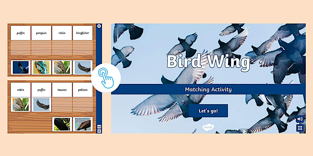 Bird Wing Interactive Matching Game (teacher made) - Twinkl