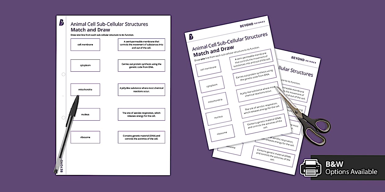 Animal Cell Components Match and Draw | Beyond Secondary