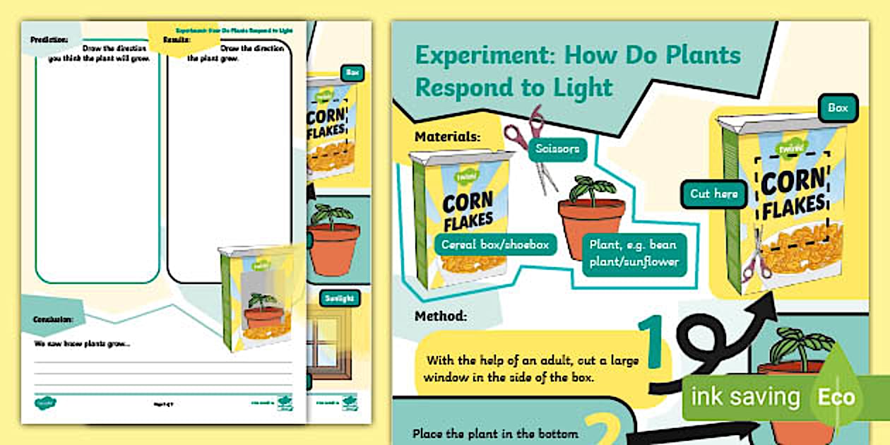 Experiment How do Plants Respond to Light Activity Worksheet