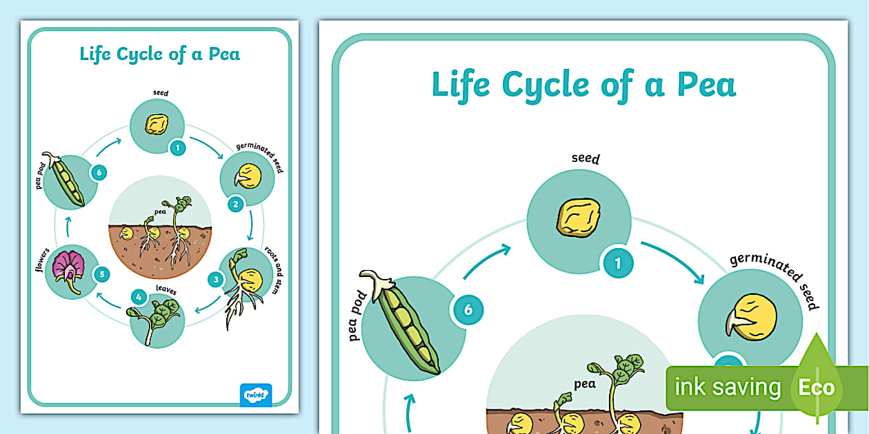 Life Cycle of a Pea Display Poster- Twinkl - Science - KS1