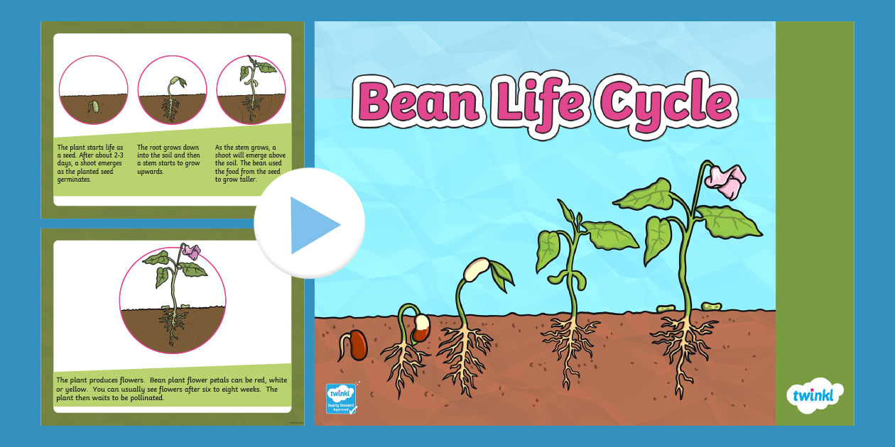 Bean Life Cycle PowerPoint (teacher made) - Twinkl