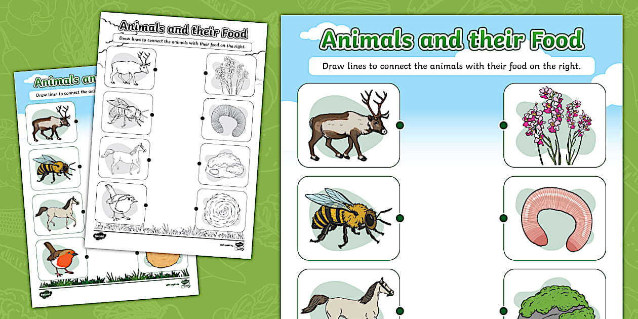 Animals and their Food Matching Worksheet (teacher made)