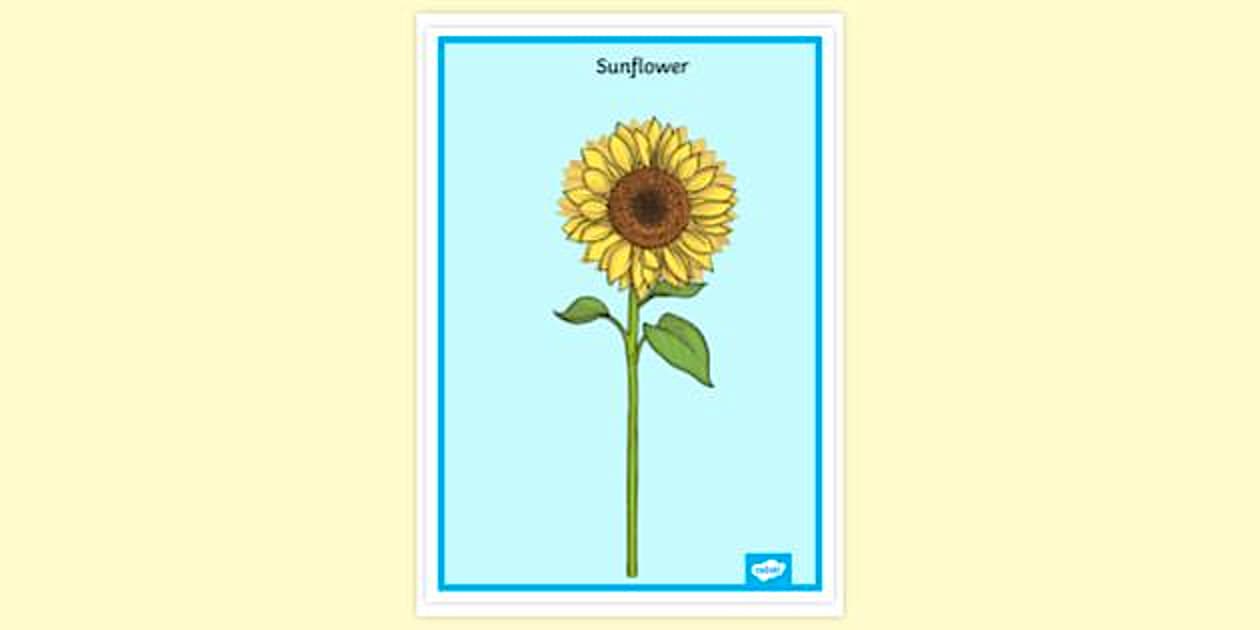 Sunflower Poster | Primary Resources | Twinkl