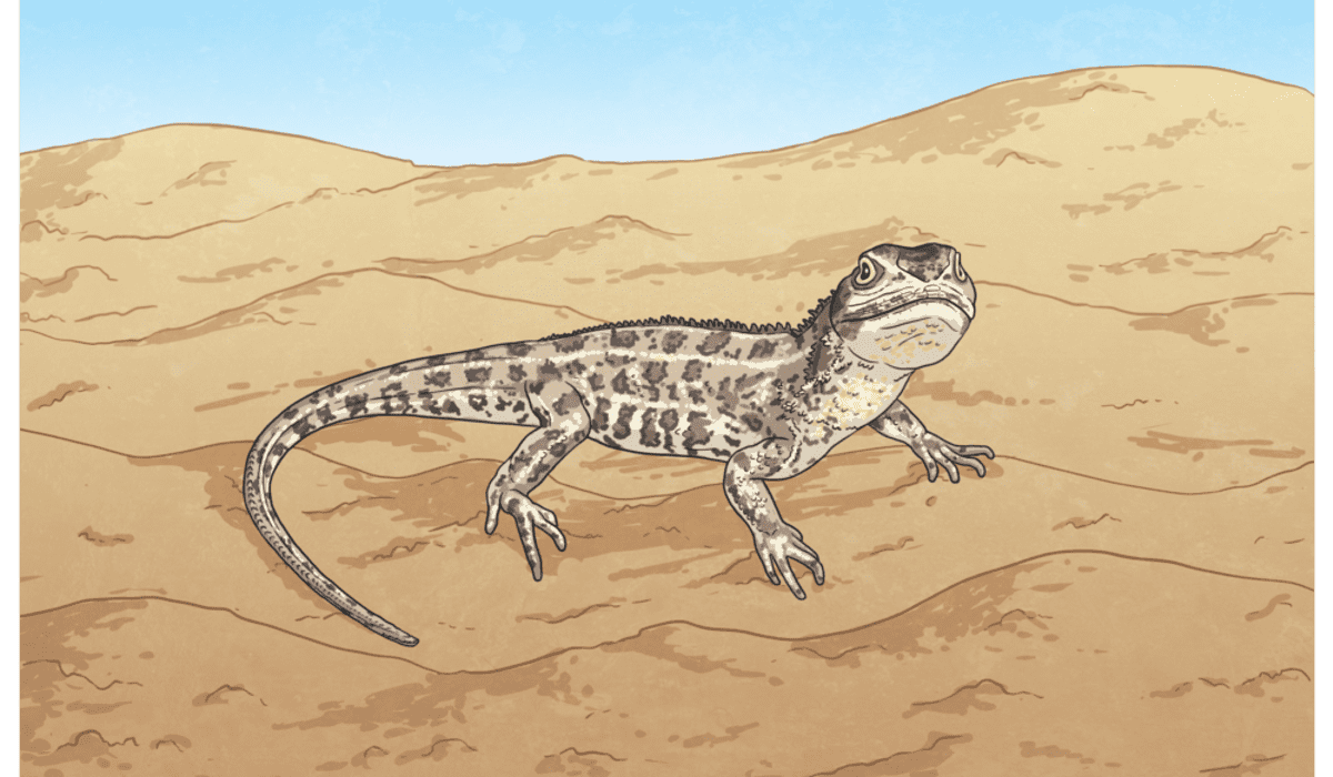 ‘Extinct’ Dragon Rediscovered - Twinkl NewsRoom - Twinkl