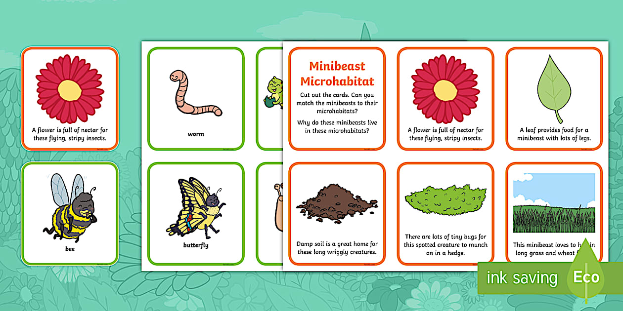 Editable Minibeast Microhabitats Sorting Cards - Twinkl