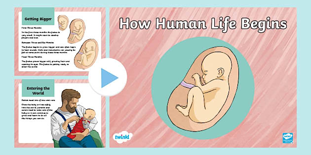 RSHP How Human Life Begins PowerPoint (Teacher-Made)