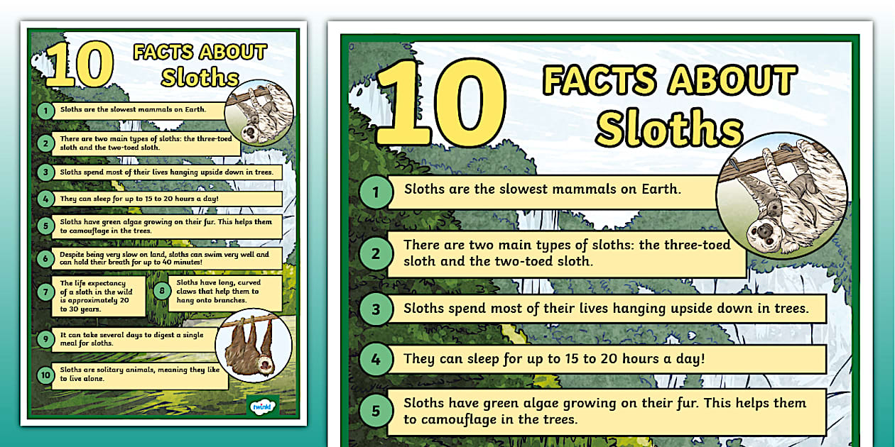 10 Facts About Sloths Display Poster (Teacher-Made) - Twinkl