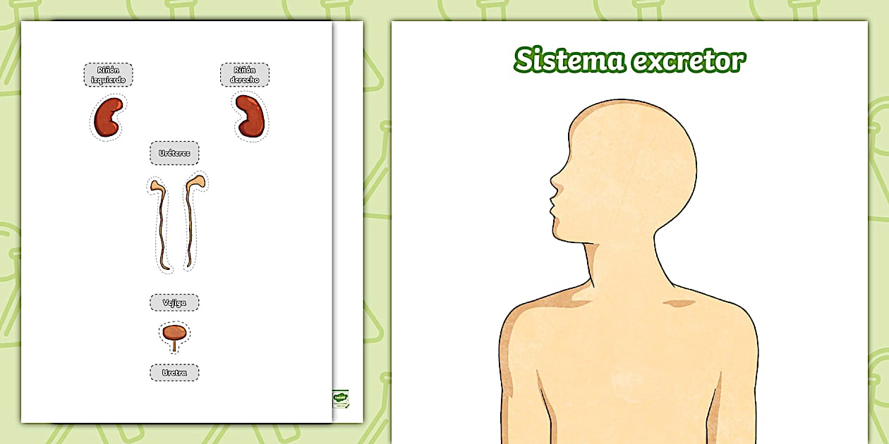 Siluetas del Sistema excretor- Ficha Educativa - Twinkl