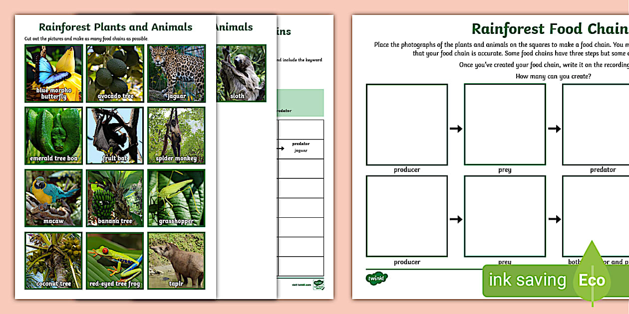 Rainforest Animals Food Chain Diagram | Primary Resources
