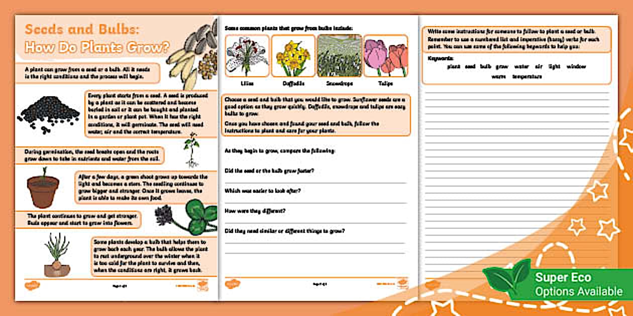 Seeds & Bulbs Activity For Kids | How Do Plants Grow?