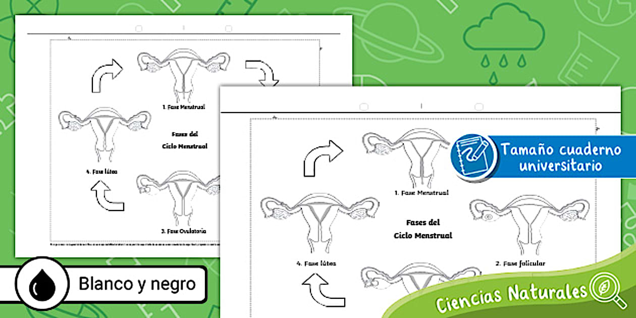 Hoja | Colorear | Fases | Ciclo | Menstrual| Biología