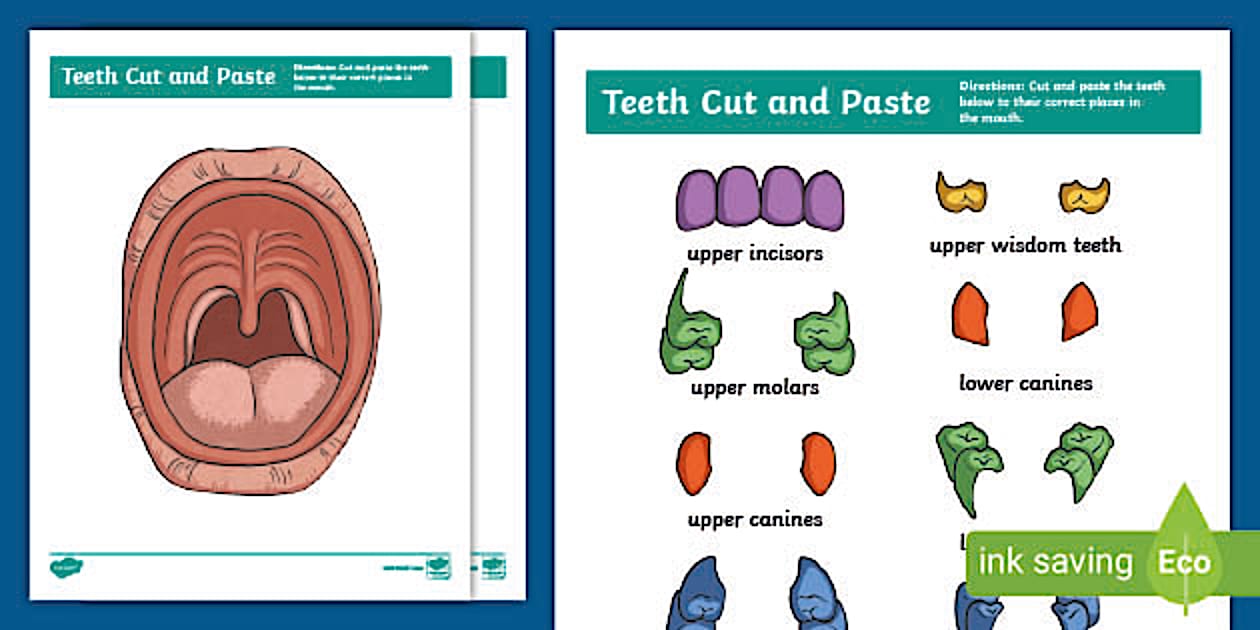 Label the Teeth Cut and Paste Worksheet for 3rd-5th Grade