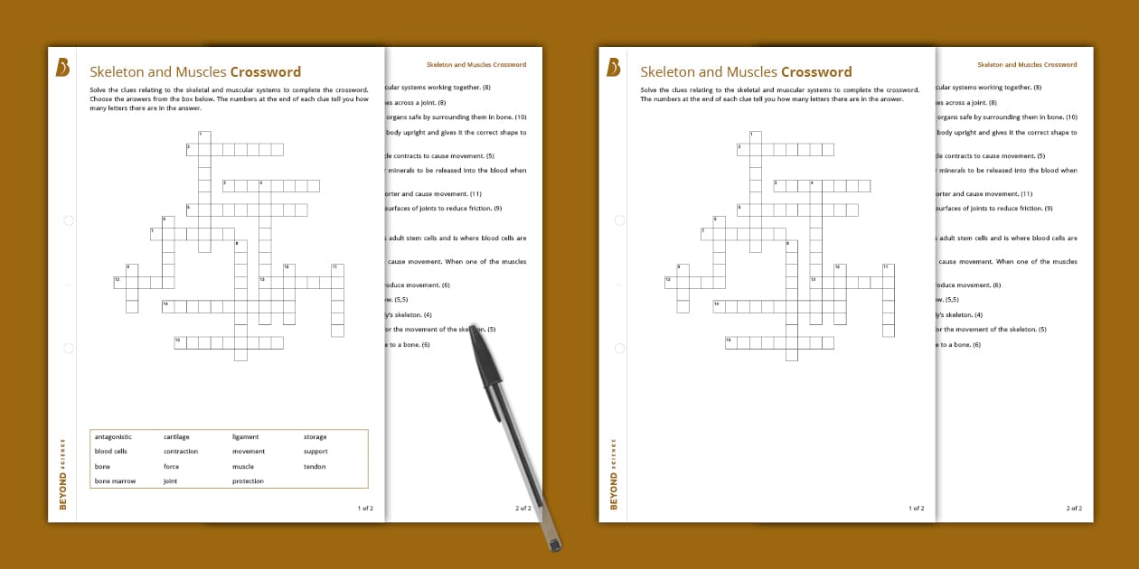 KS3 Skeleton and Muscles Crossword | Beyond Science - Twinkl