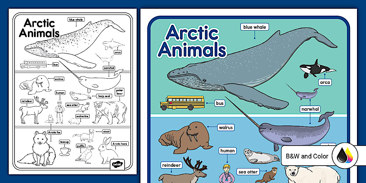 Arctic Animals Size Comparison Poster (teacher made)