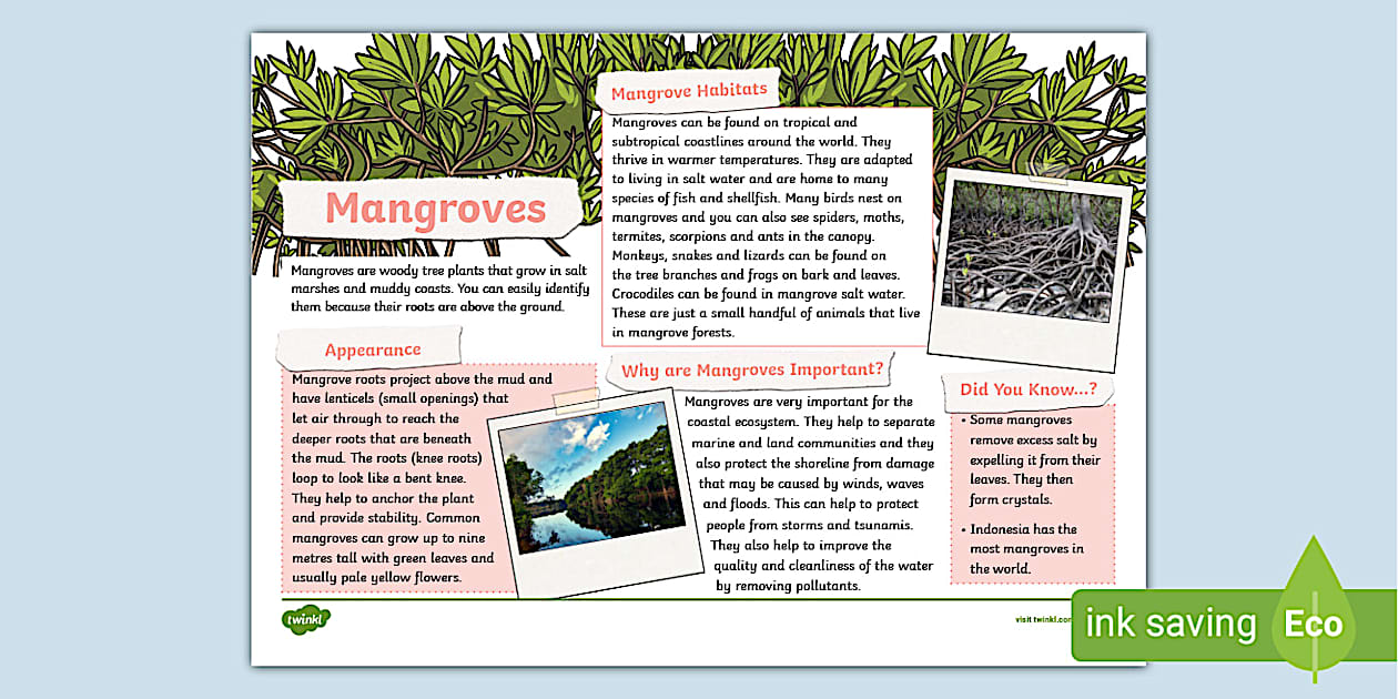 Mangrove Fact File (teacher made) - Twinkl