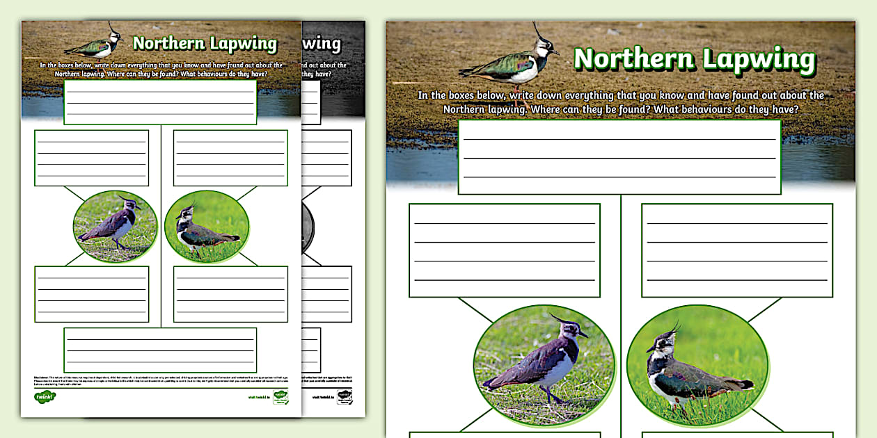 Northern Lapwing Mind Map (Teacher-Made) - Twinkl